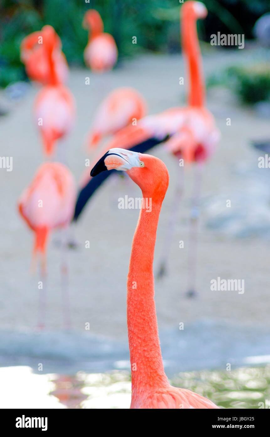 A profile view of a Caribbean Flamingo standing in the water, also ...