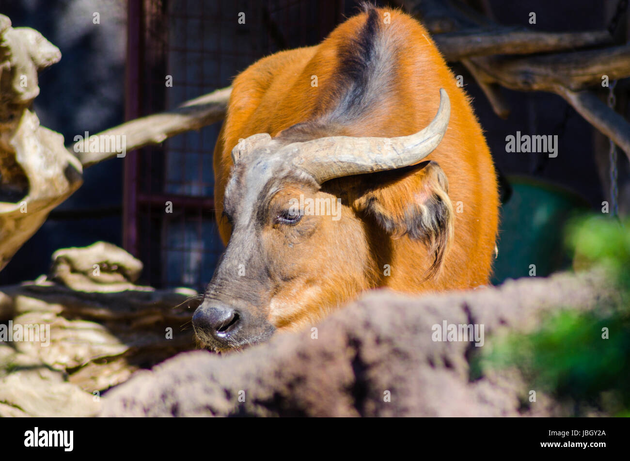 Congo forest buffalo hi-res stock photography and images - Alamy