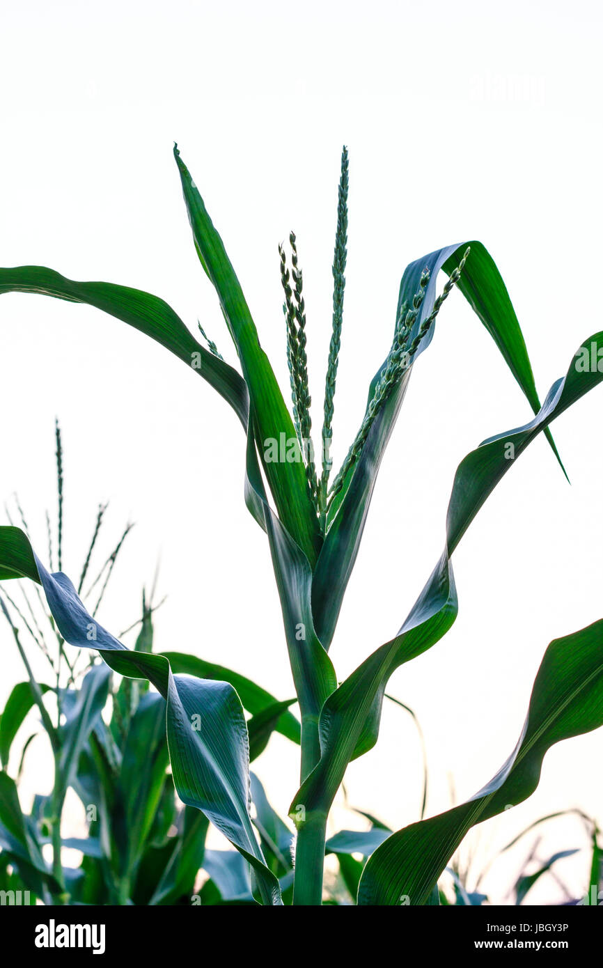 Inflorescence at corn plantation with the sky Stock Photo - Alamy