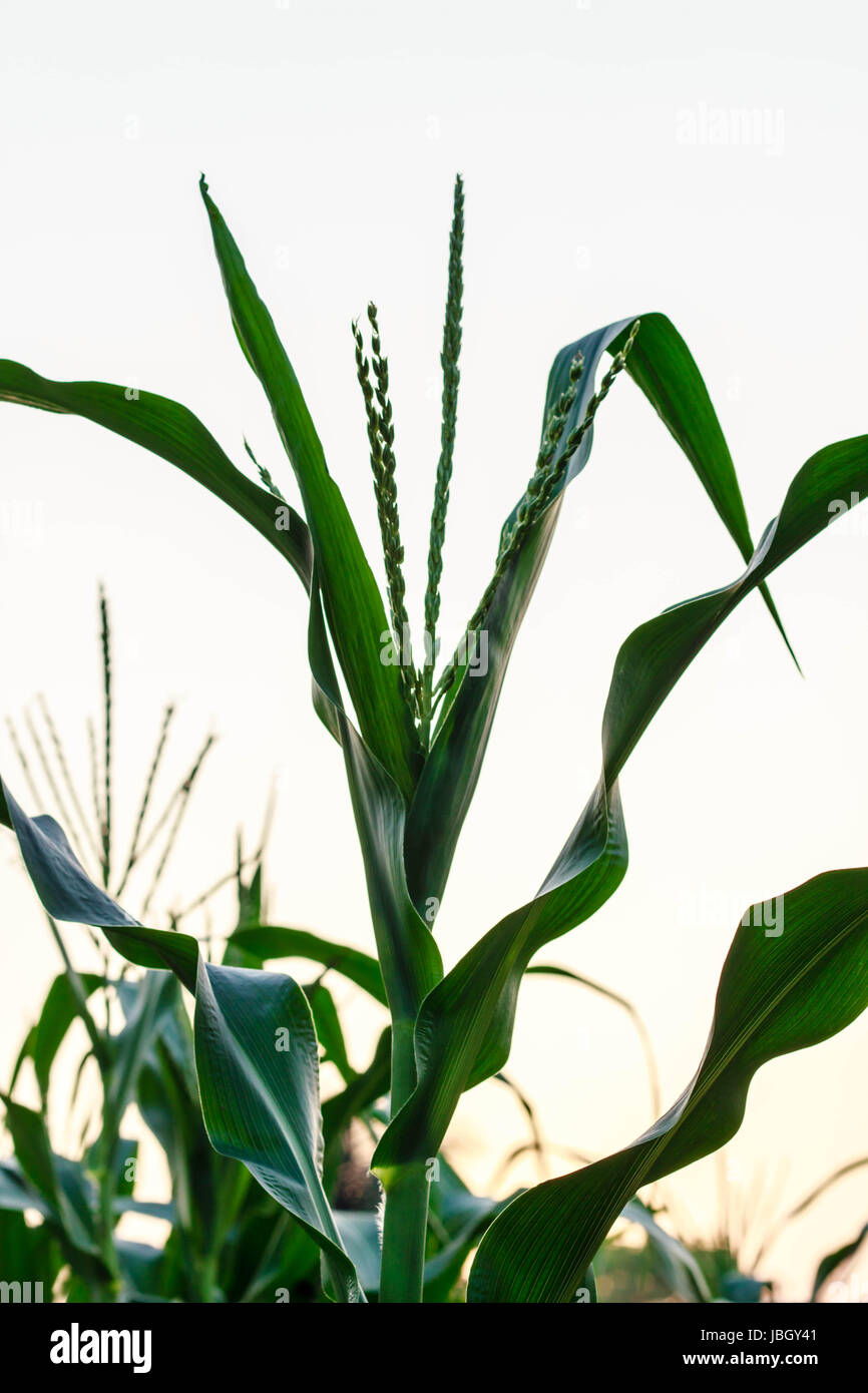 Inflorescence at corn plantation with the sky Stock Photo - Alamy