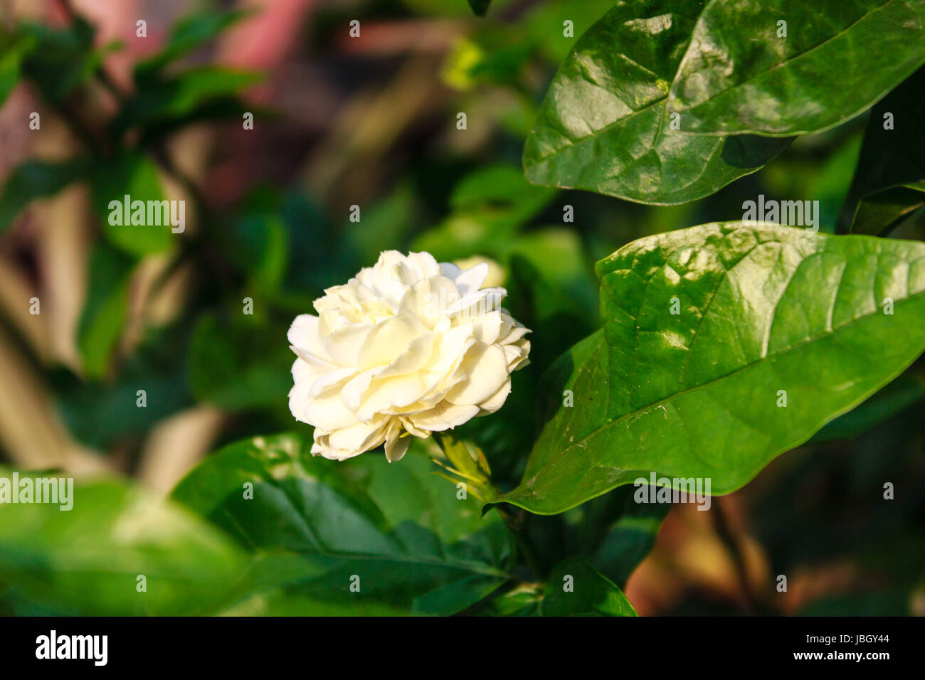 Arabian jasmine on the tree in the garden Stock Photo - Alamy