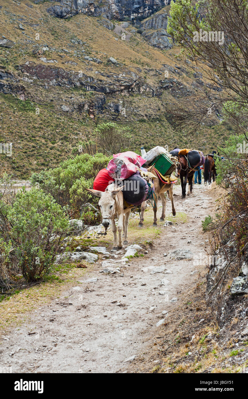 Mule train in the mountain of the peruvian andes Stock Photo - Alamy