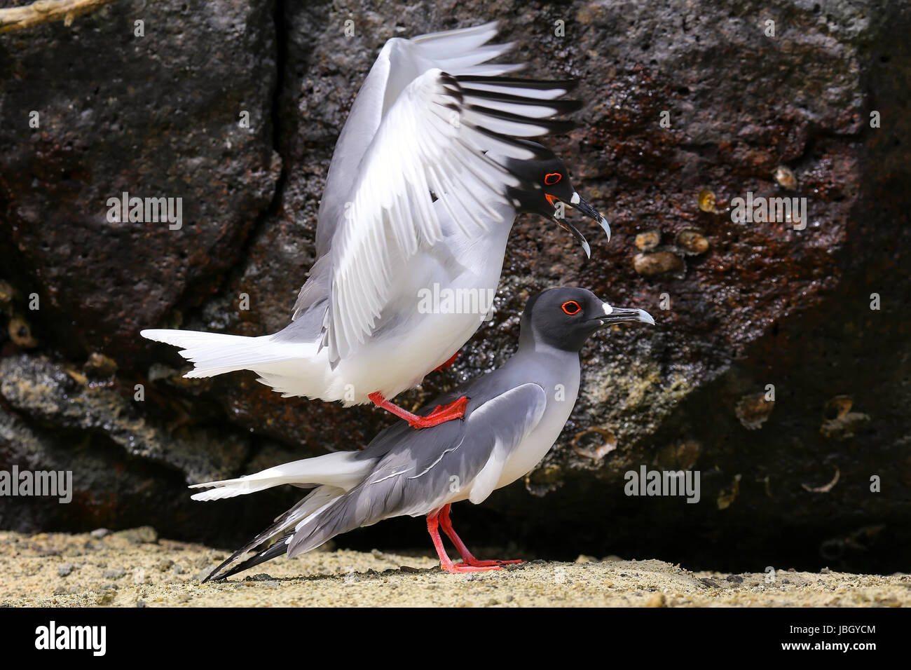 Swallow-tailed Gulls (Larus furcatus) mating on Genovesa island ...