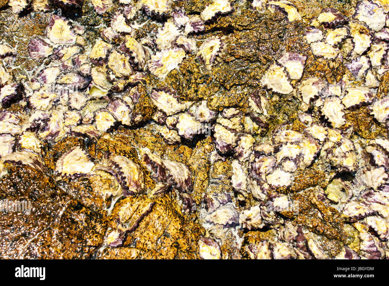 Segmented creature hi-res stock photography and images - Alamy