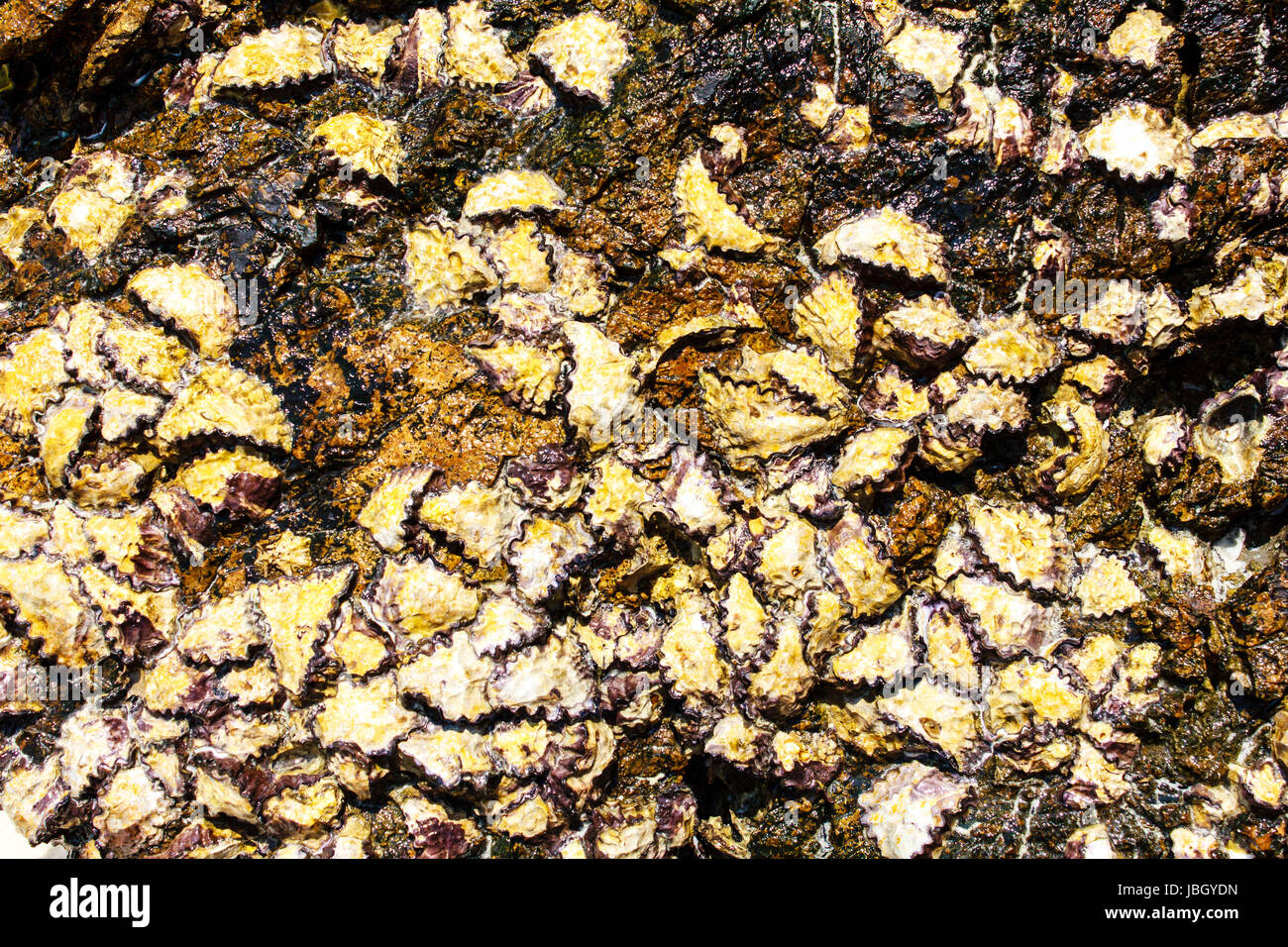 Segmented creature hi-res stock photography and images - Alamy