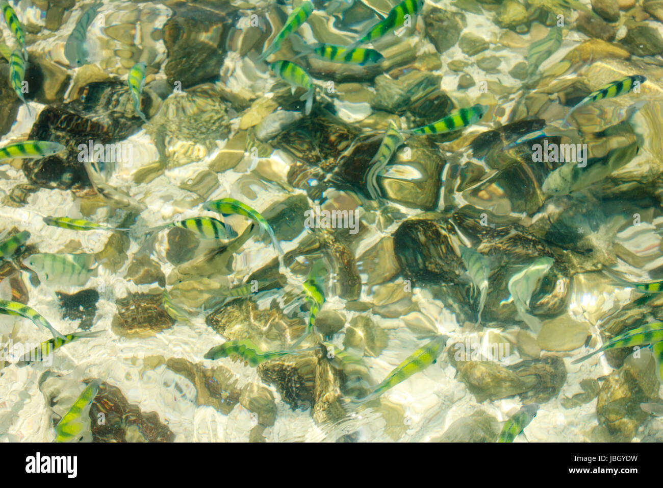 Fish in Sea , Colorful sea fish in blue water Stock Photo - Alamy