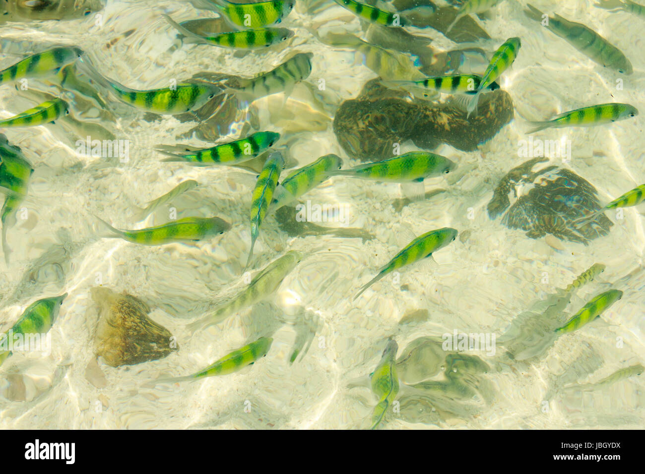 Fish in Sea , Colorful sea fish in blue water Stock Photo - Alamy