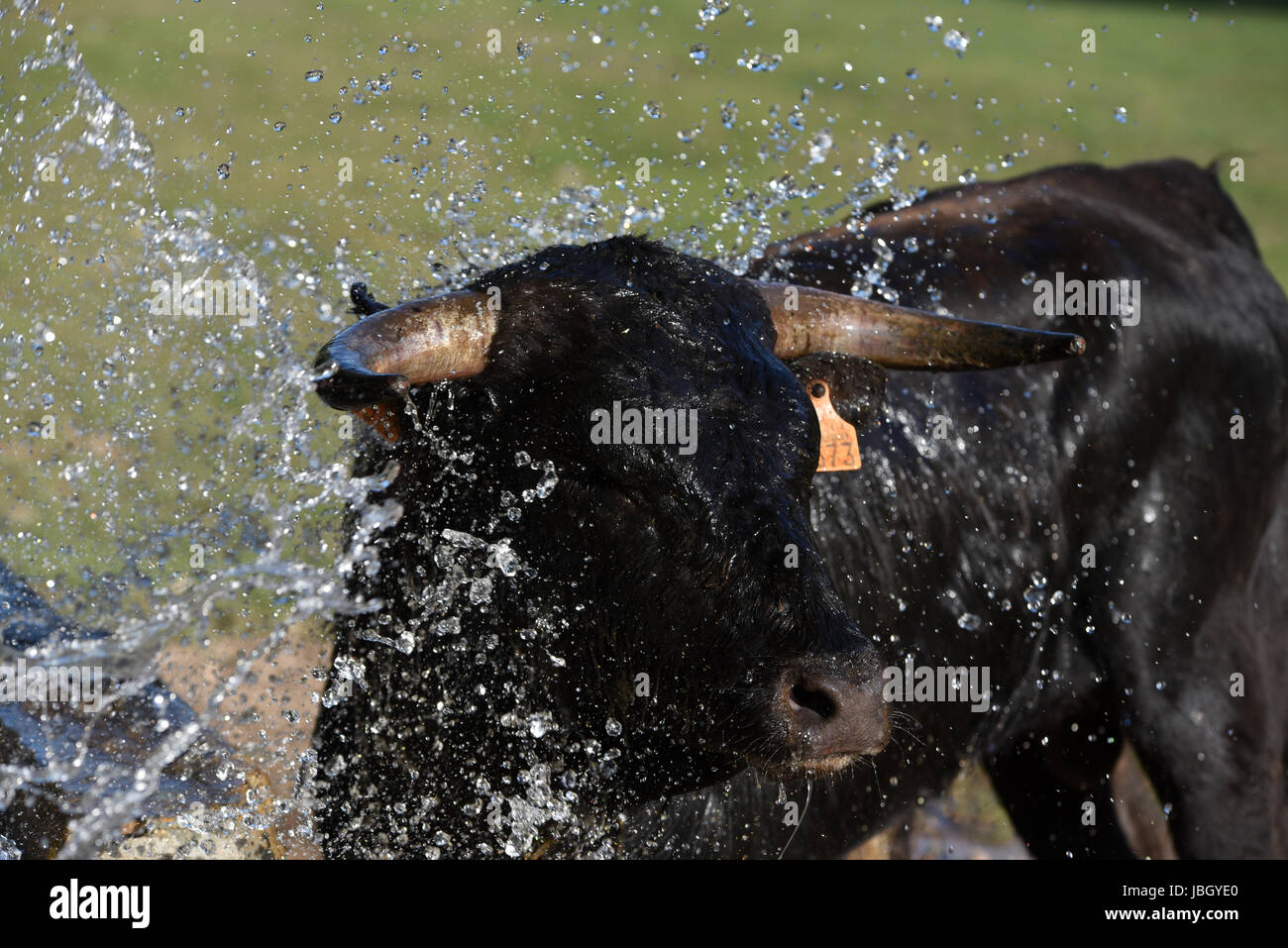 A fighting bull pictured during the celebration of 'Lavalenguas' in the ...