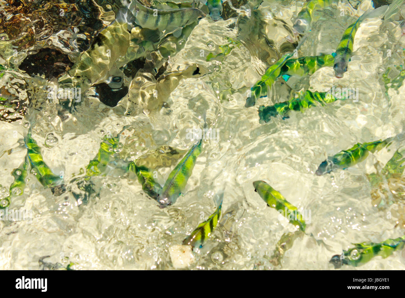Fish in Sea , Colorful sea fish in blue water Stock Photo - Alamy