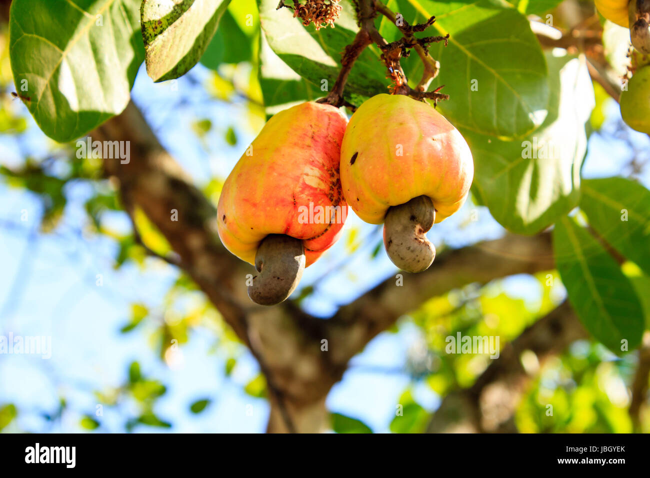 Cashew nuts growing on a tree This extraordinary nut grows outside the ...