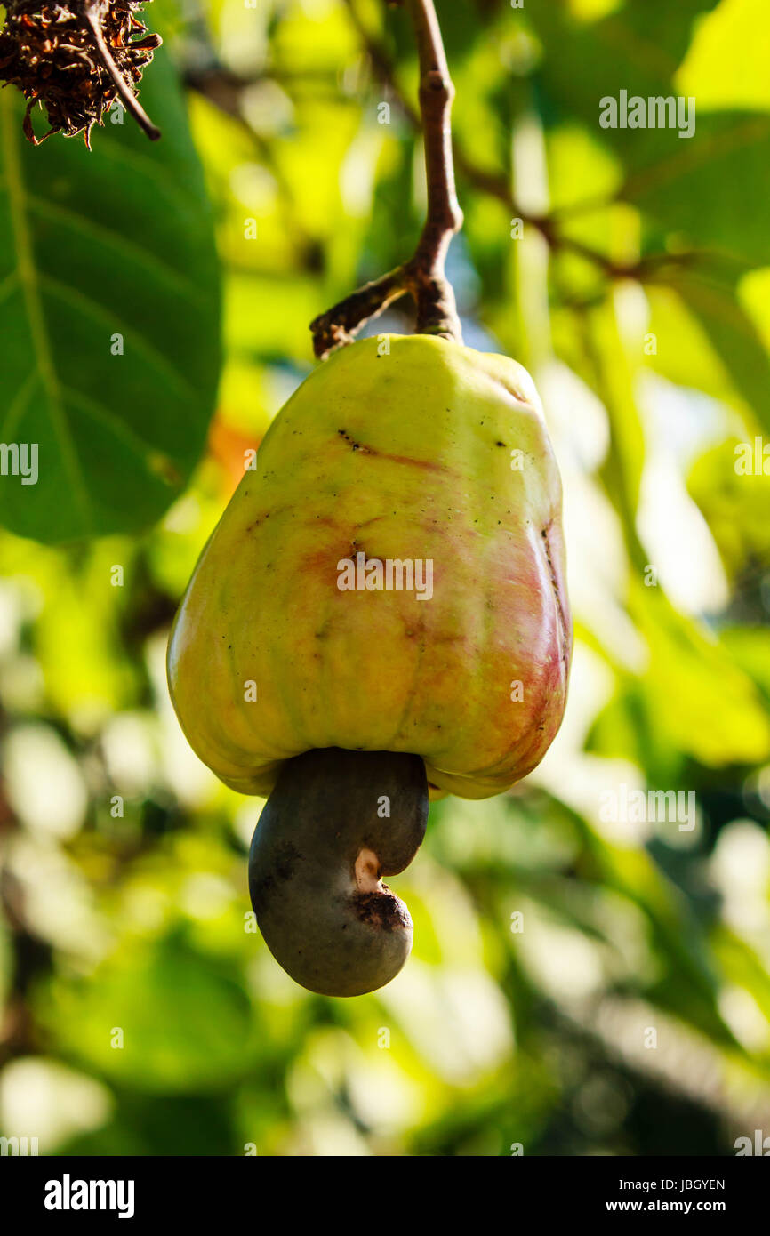 Cashew nuts growing on a tree This extraordinary nut grows outside the ...