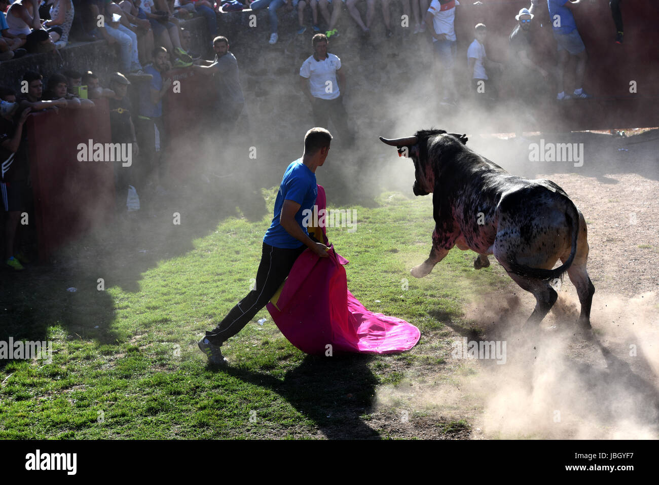 A fighting bull runs during the celebration of 'Lavalenguas' in the ...