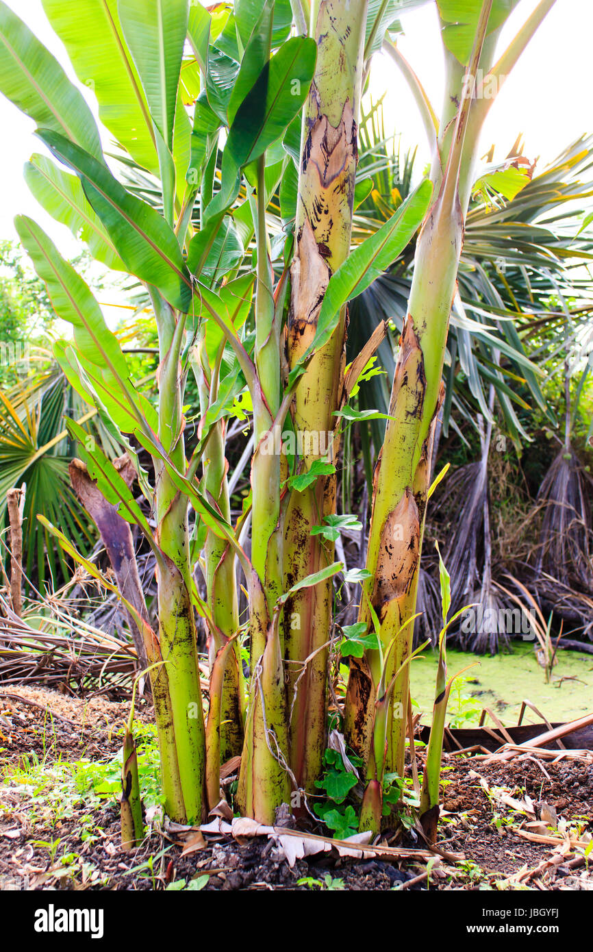 Banana tree plantation in nature with daylight Stock Photo - Alamy