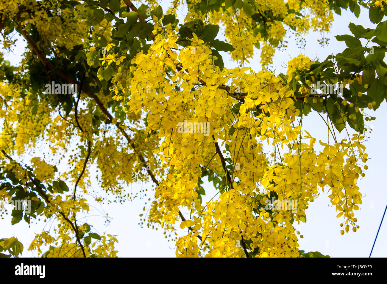 National tree of Thailand Golden Shower Tree Art Print Stock Photo - Alamy
