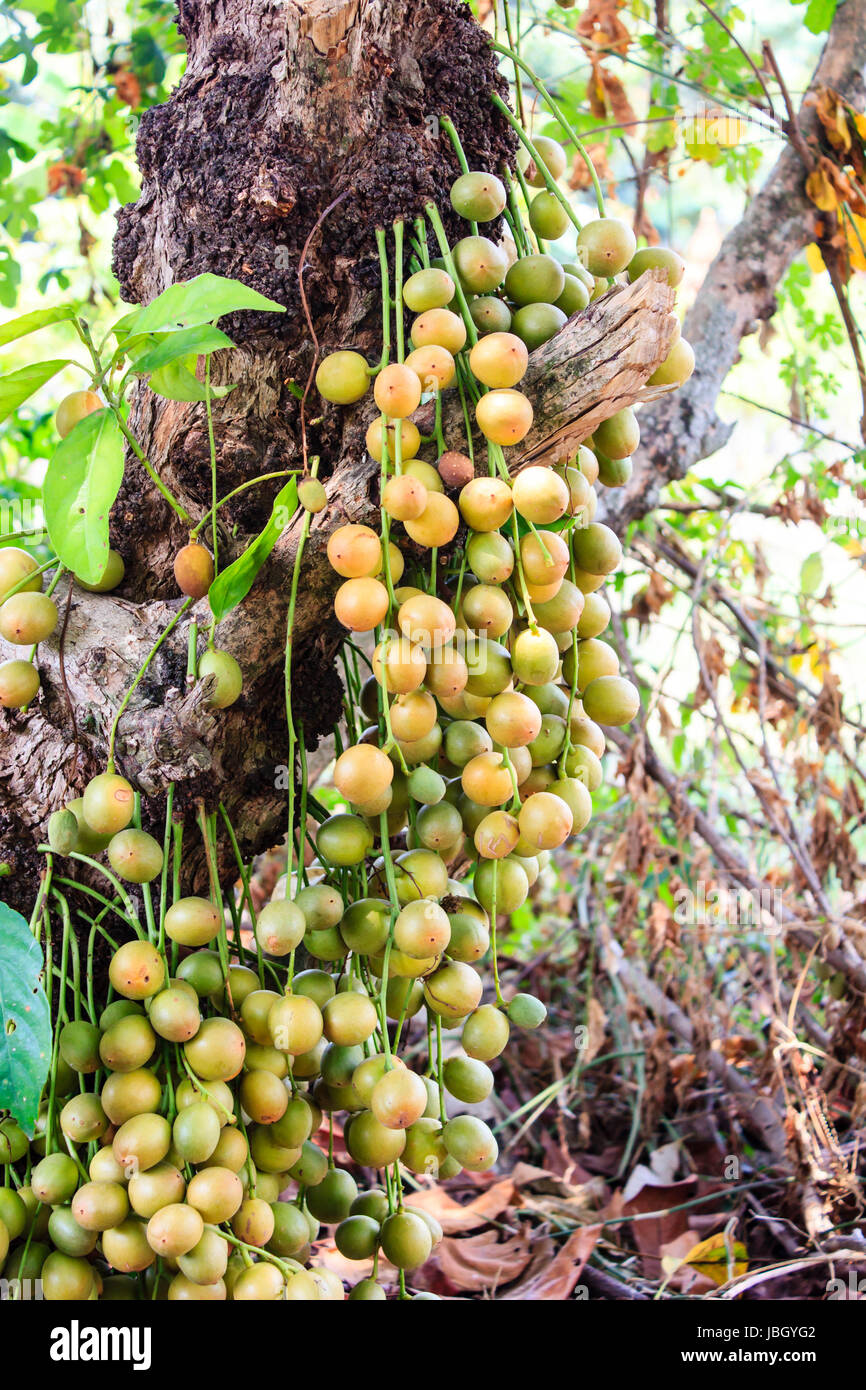 Baccaurea ramiflora on the tree , Sweet Baccaurea ramiflora Stock Photo ...