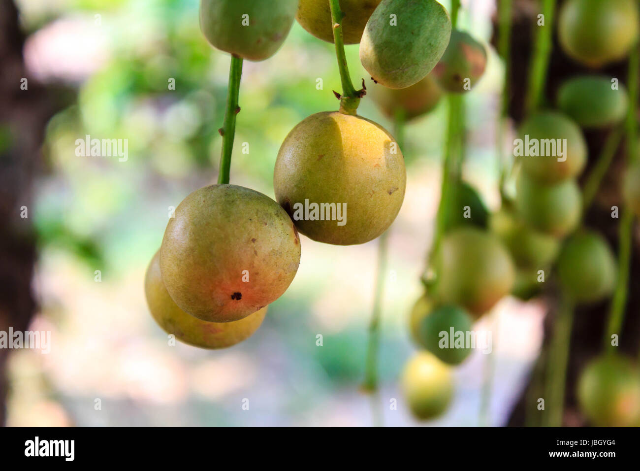 Baccaurea ramiflora on the tree , Sweet Baccaurea ramiflora Stock Photo ...