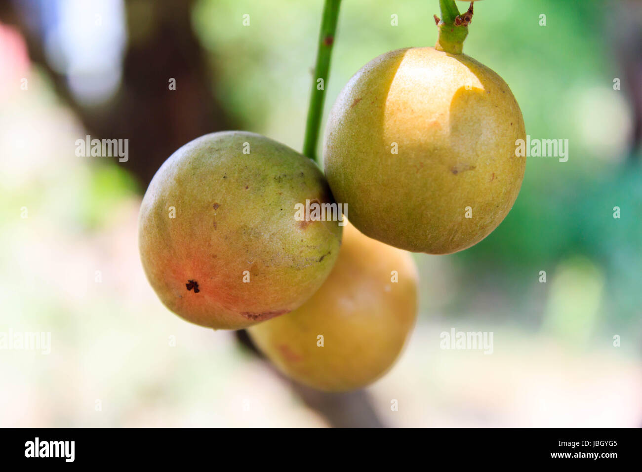 Baccaurea ramiflora on the tree , Sweet Baccaurea ramiflora Stock Photo ...