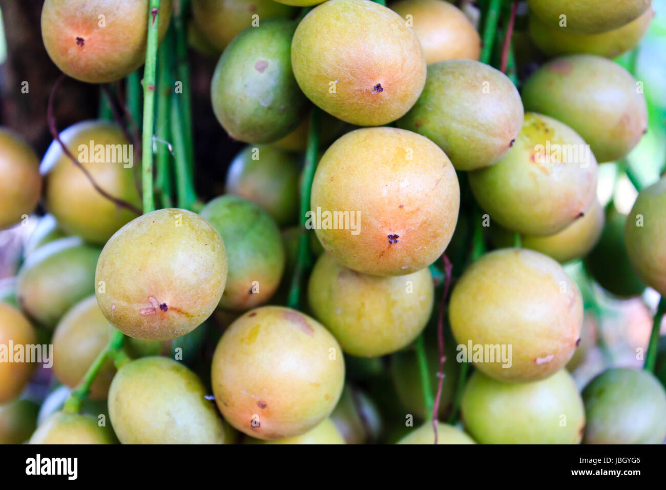 Baccaurea ramiflora on the tree , Sweet Baccaurea ramiflora Stock Photo ...