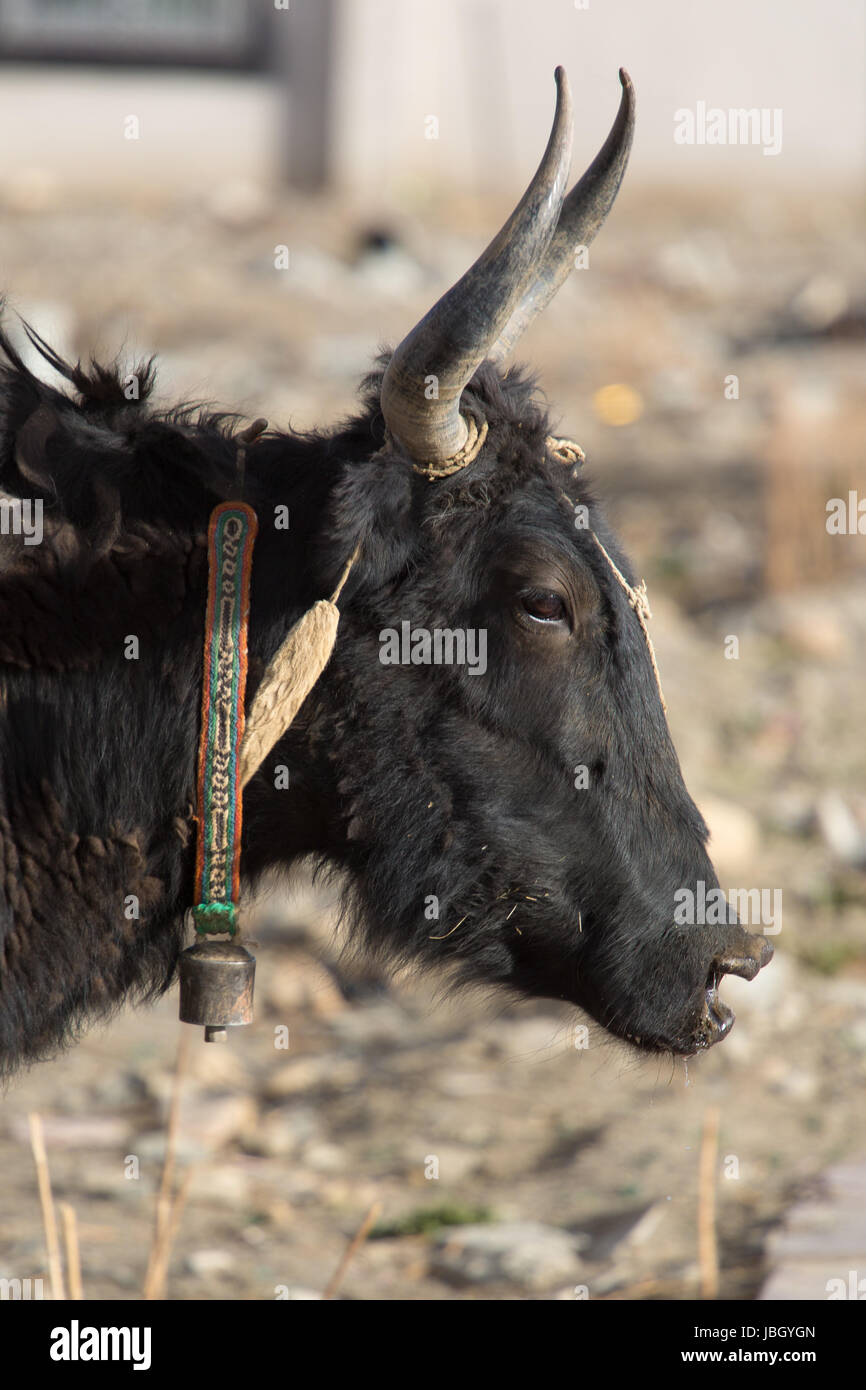 Close-up of a black head of a yak on the Friendship Highway in Tibet ...