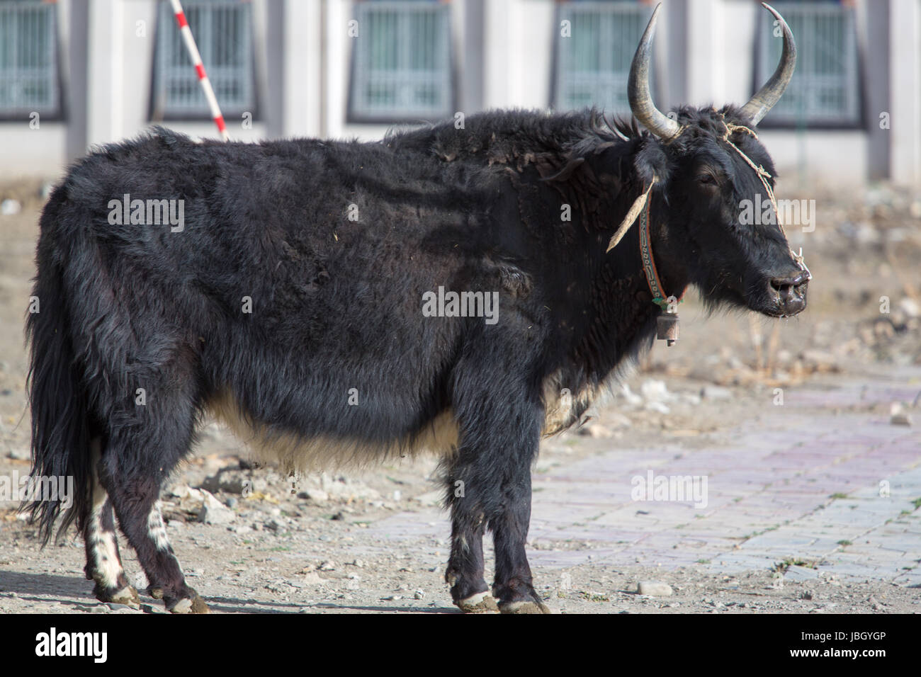 Long Haired Yak High Resolution Stock Photography and Images - Alamy