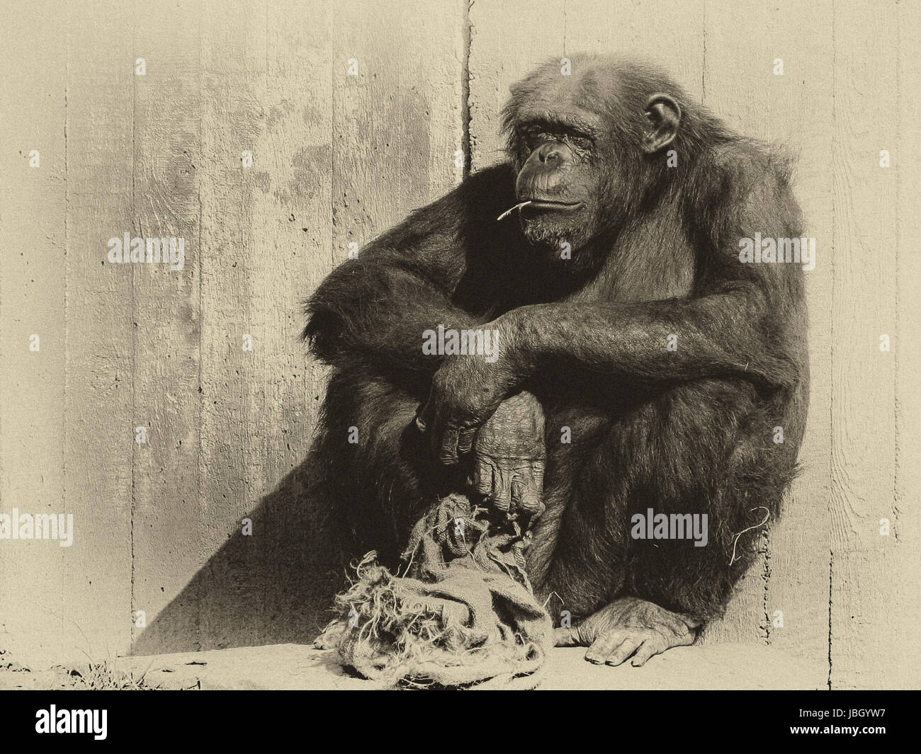 Bored monkey hi-res stock photography and images - Alamy