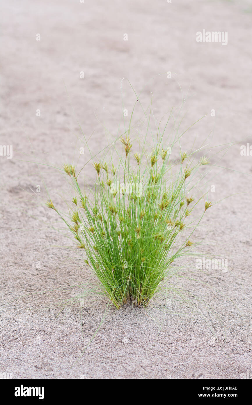 Sandy grass texture hi-res stock photography and images - Alamy