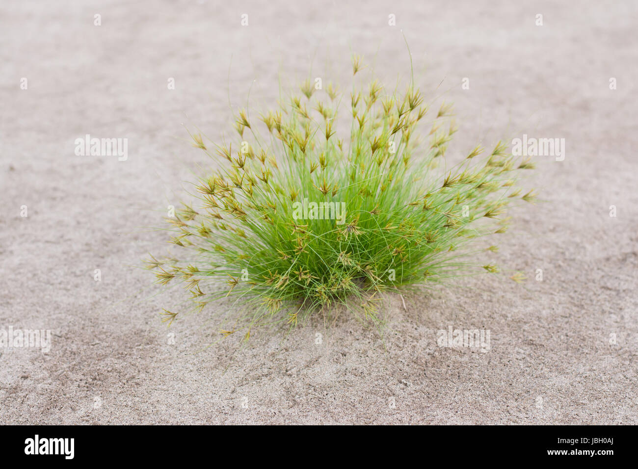 Sandy grass texture hi-res stock photography and images - Alamy