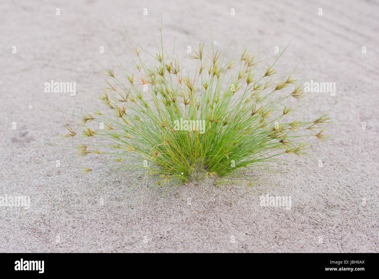 Sandy grass texture hi-res stock photography and images - Alamy