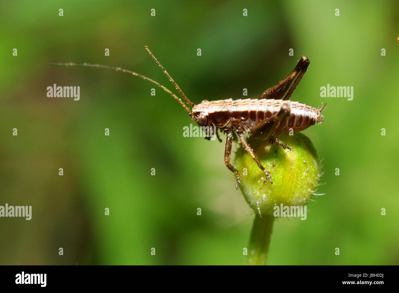 Jumping insects hi-res stock photography and images - Alamy