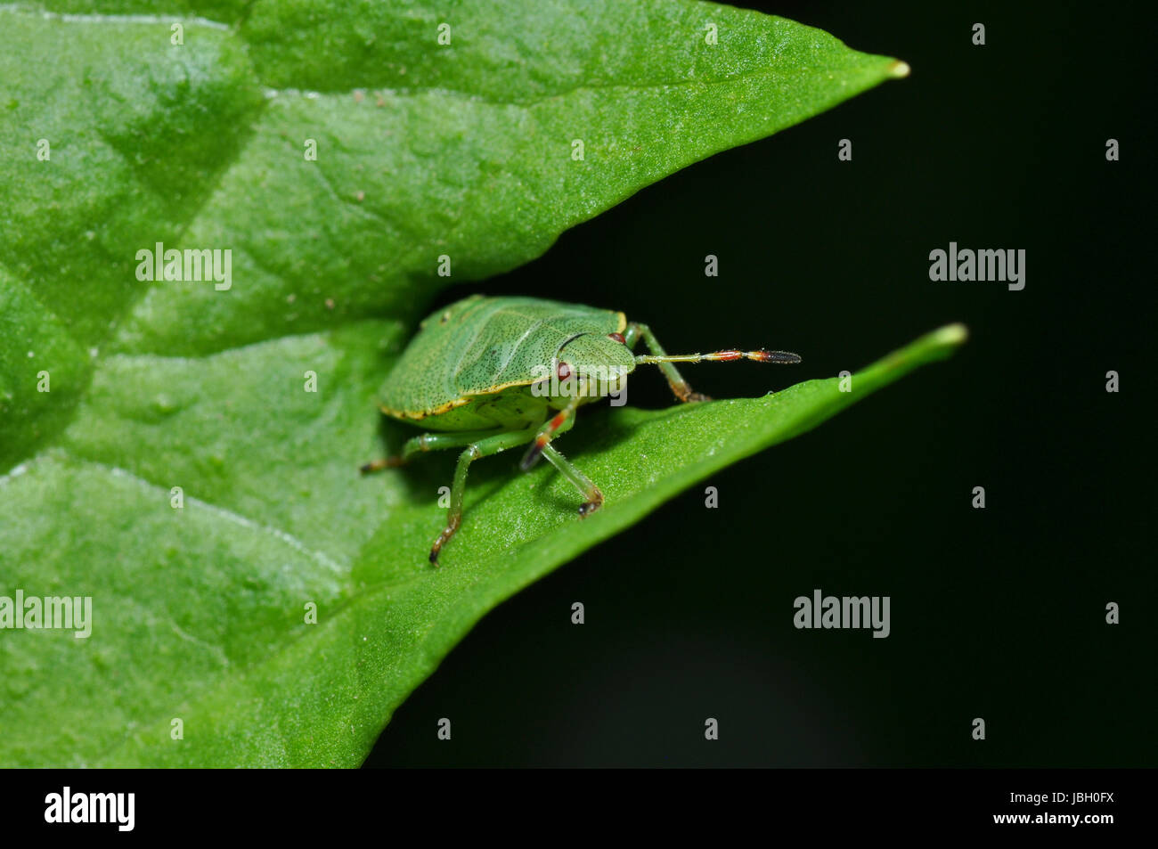 Sucker insect hi-res stock photography and images - Alamy