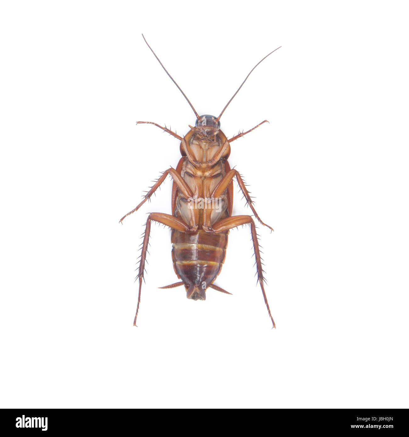 Cockroach isolated white background Stock Photo - Alamy