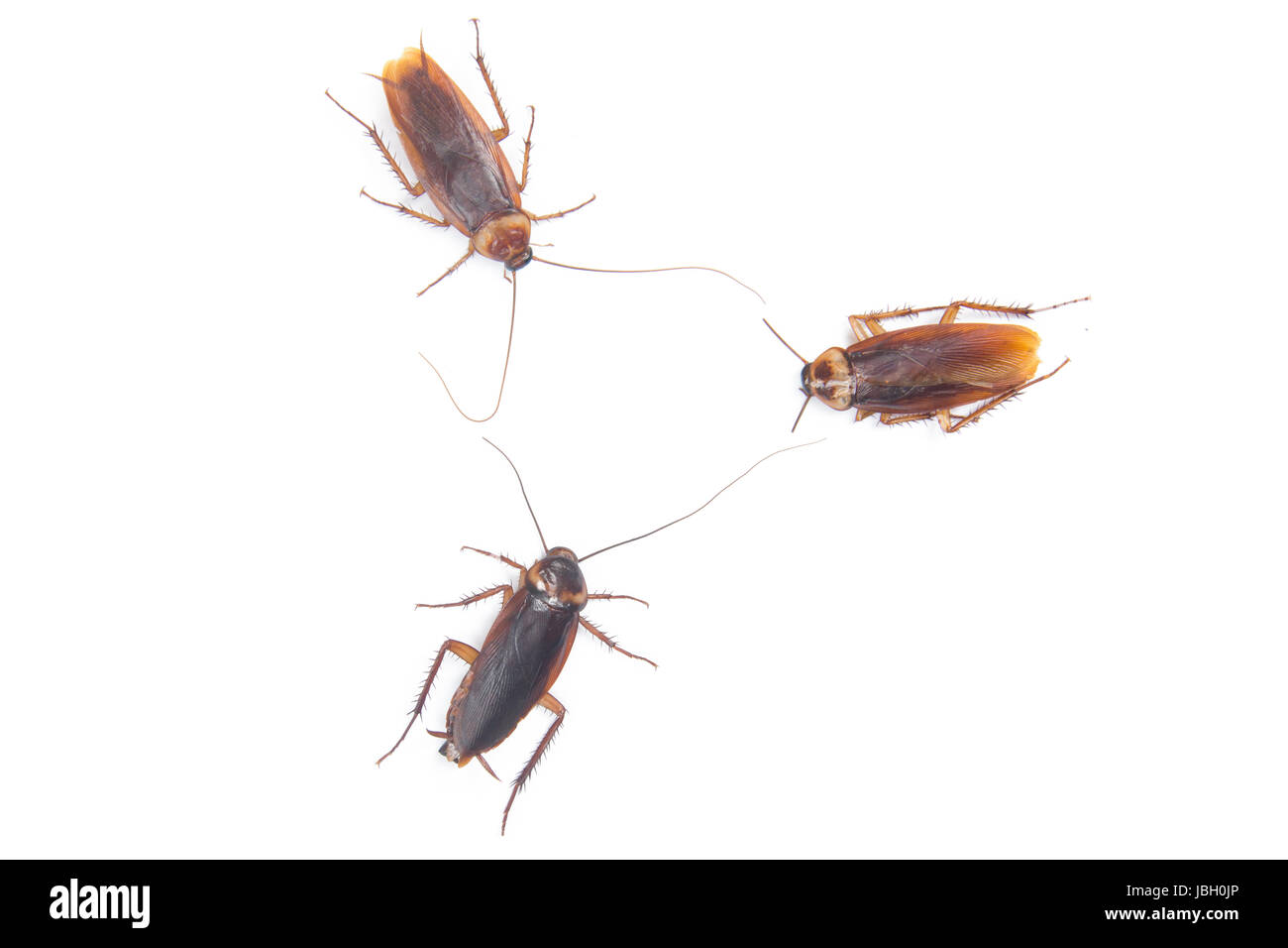 Cockroach isolated white background Stock Photo - Alamy