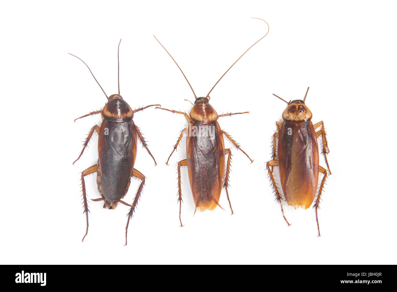 Cockroach isolated white background Stock Photo - Alamy