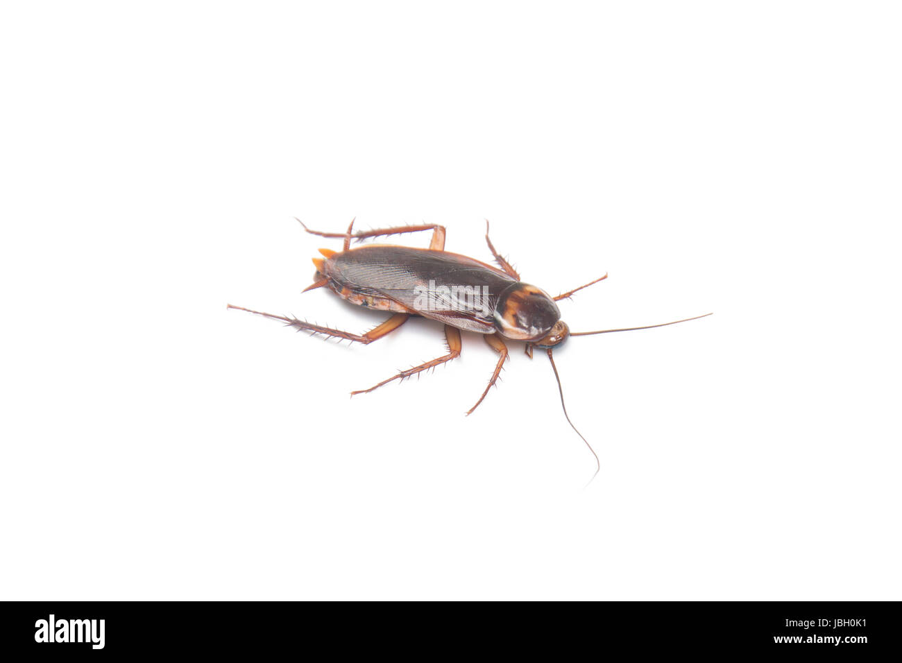 Cockroach isolated white background Stock Photo - Alamy