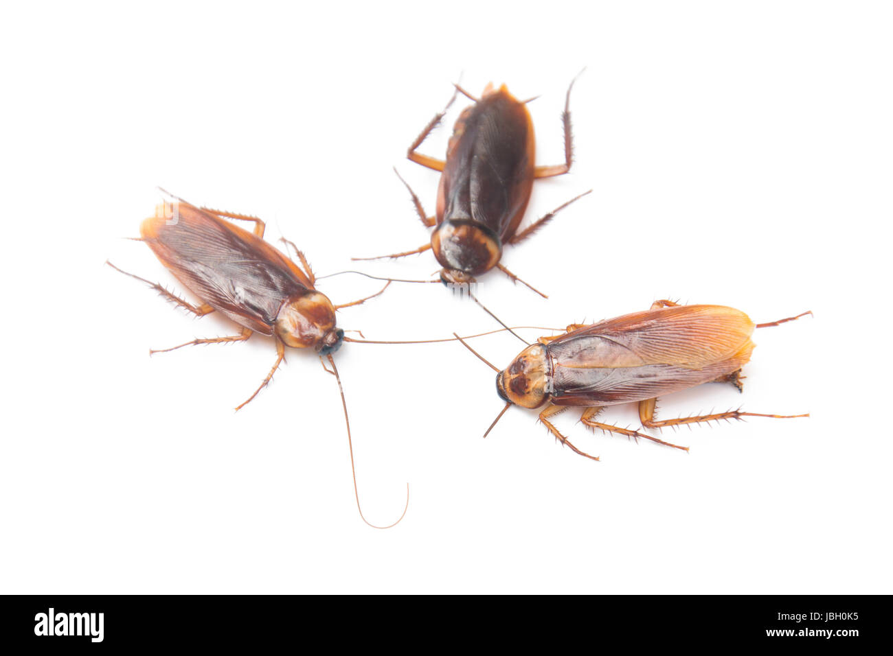 Cockroach isolated white background Stock Photo - Alamy