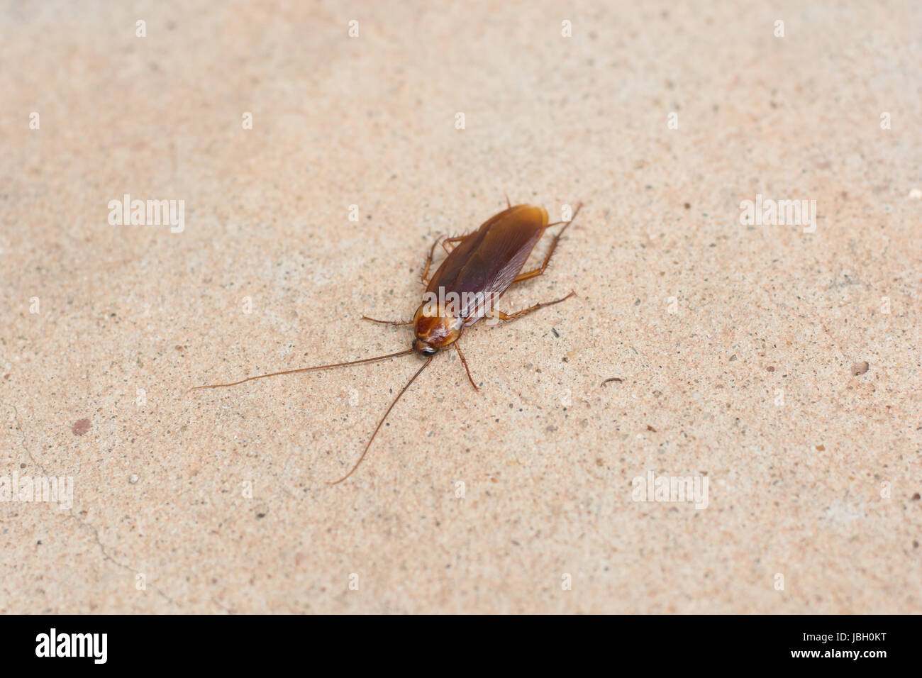cockroach on concrete floor Stock Photo - Alamy