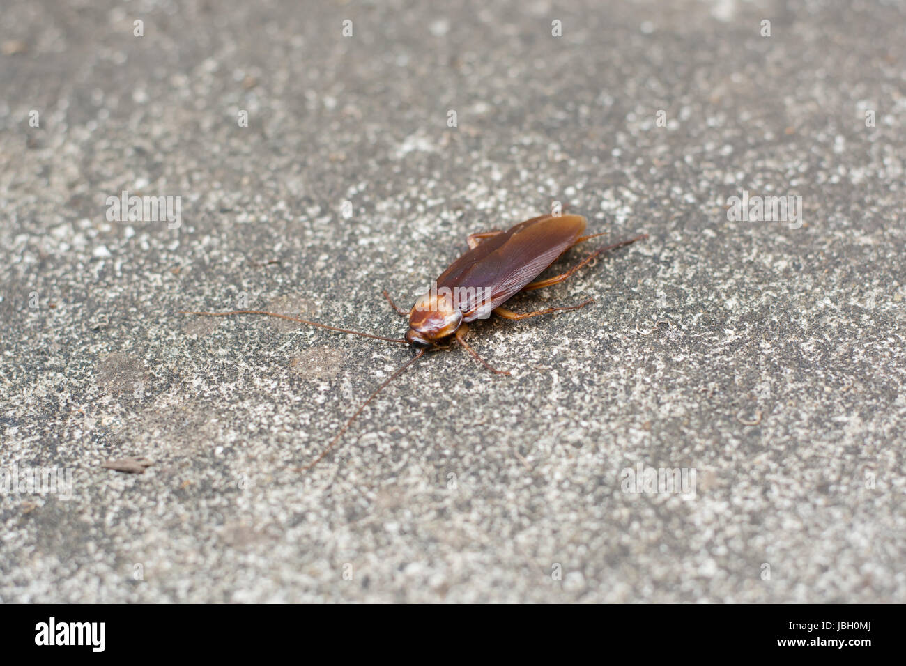 cockroach on concrete floor Stock Photo - Alamy