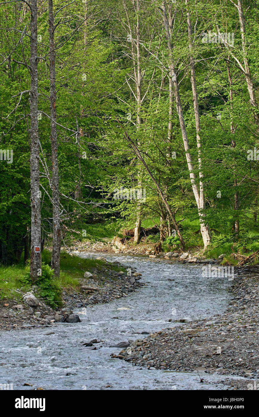 Landscape with a river flowing through deciduous forest Stock Photo - Alamy