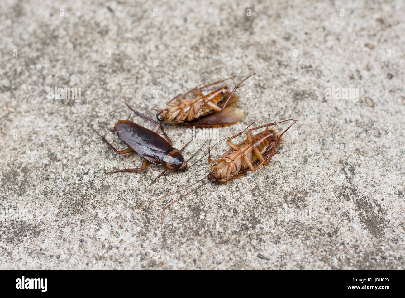 cockroach on concrete floor Stock Photo - Alamy