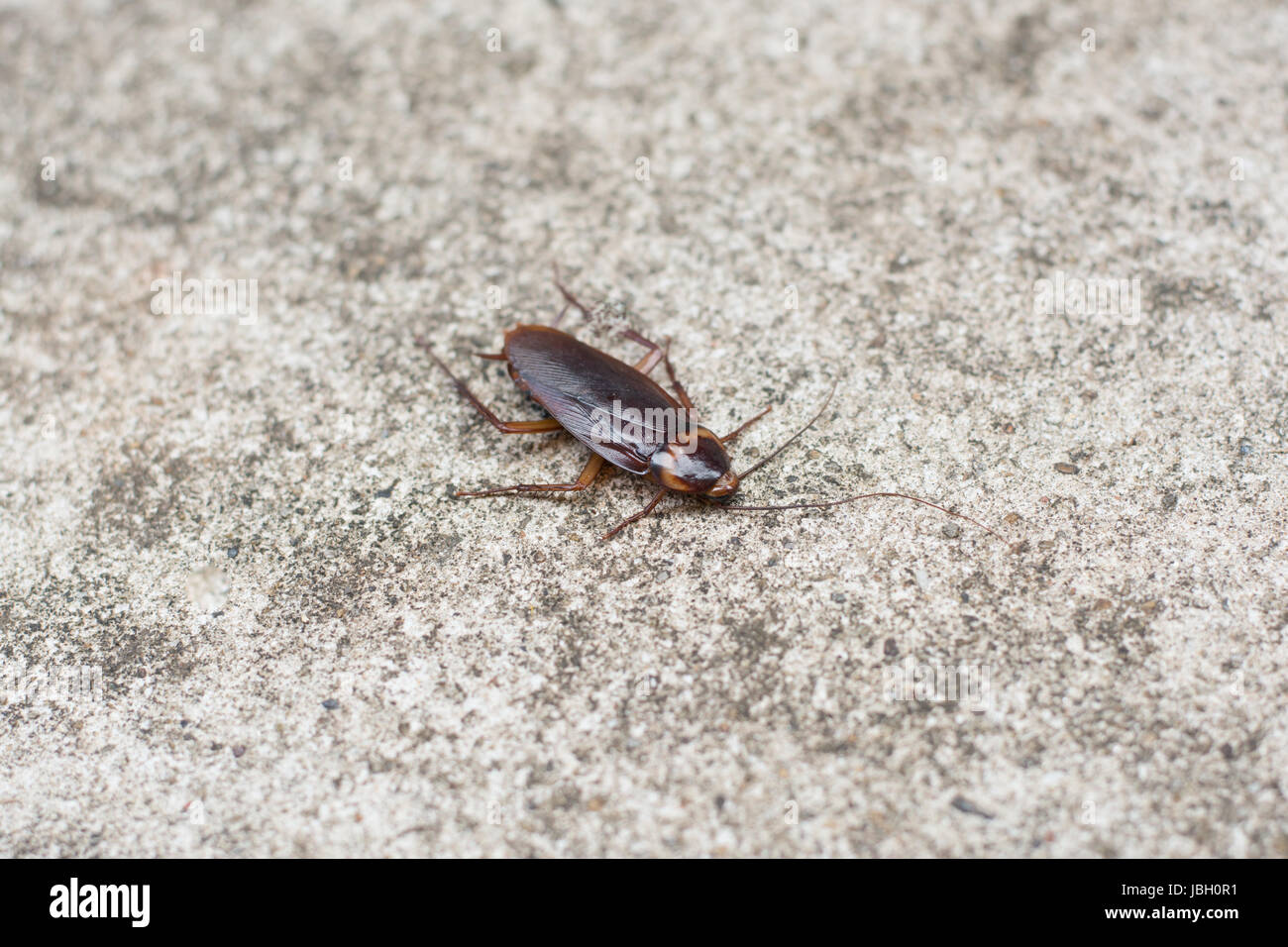 cockroach on concrete floor Stock Photo - Alamy