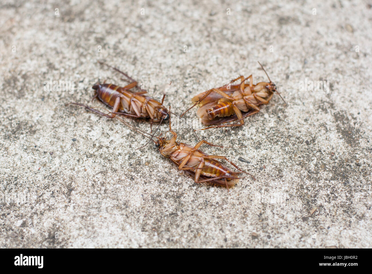 cockroach on concrete floor Stock Photo - Alamy