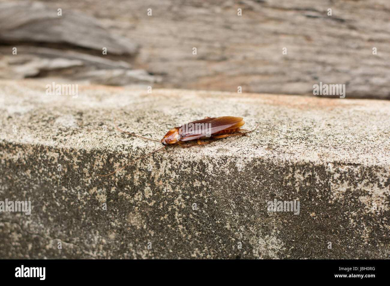 Cockroaches floor hi-res stock photography and images - Alamy