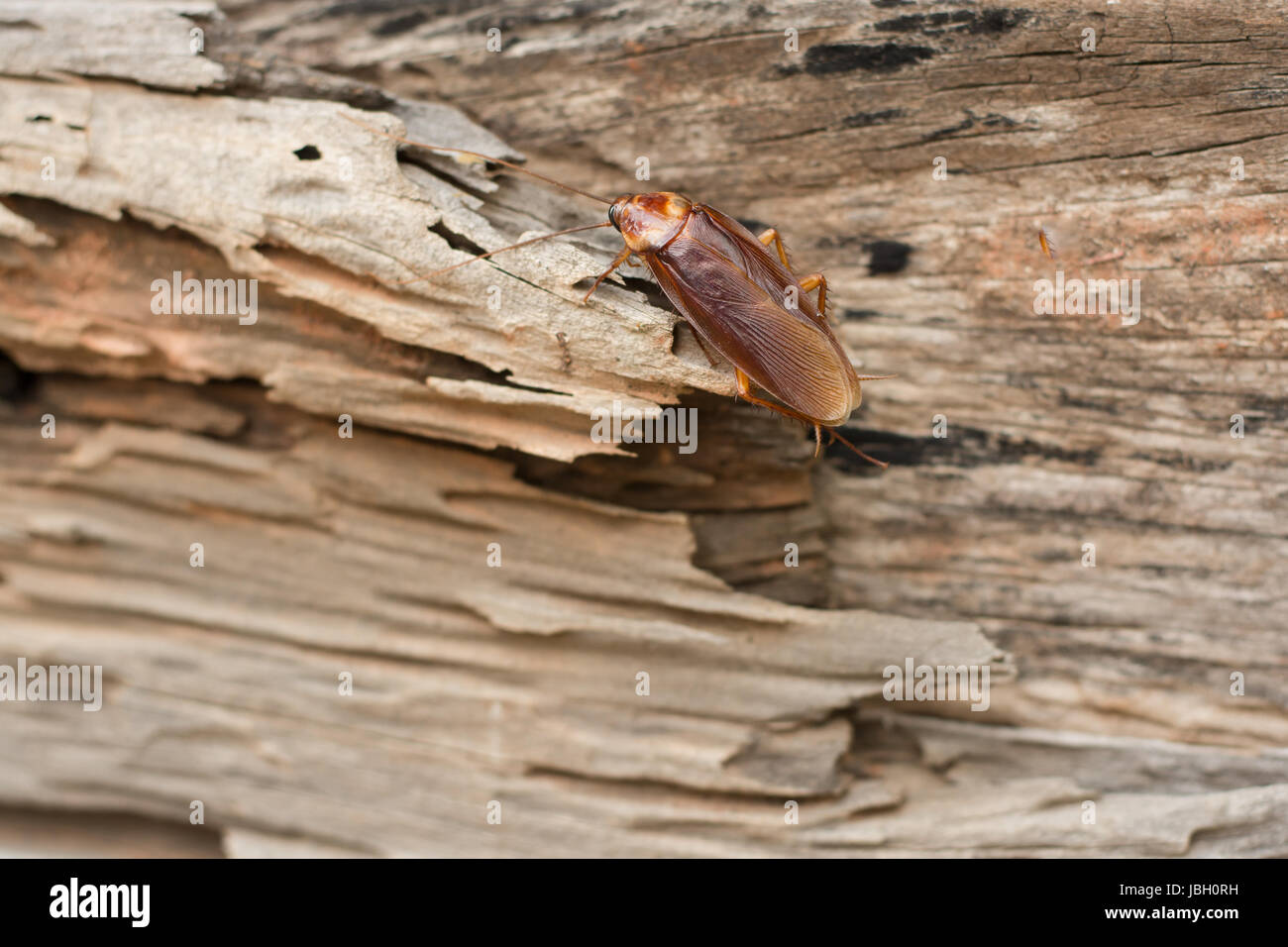 cockroach on wood floor background Stock Photo - Alamy