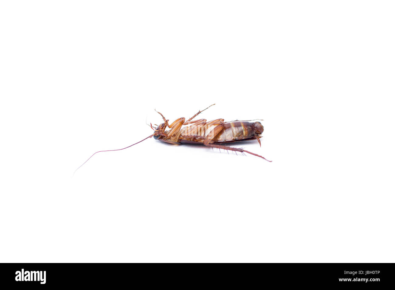 Cockroach isolated white background Stock Photo - Alamy