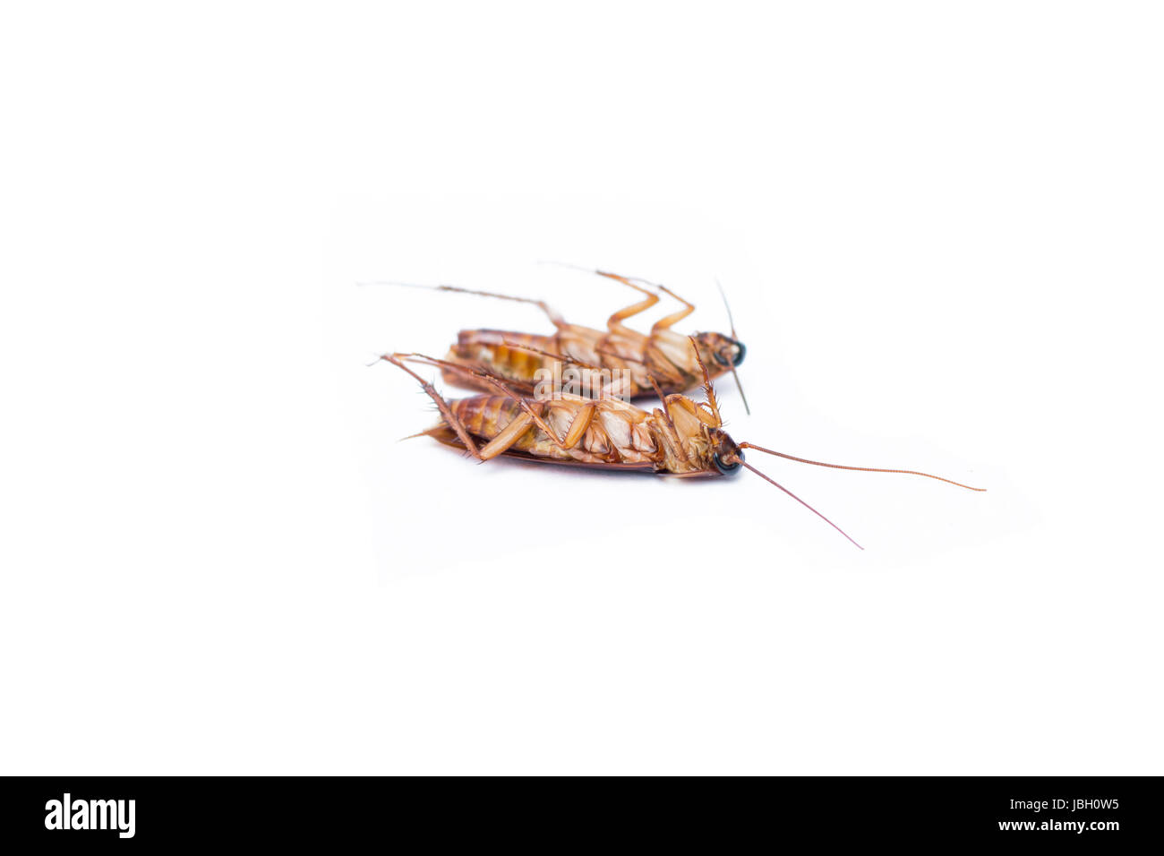 Cockroach isolated white background Stock Photo - Alamy