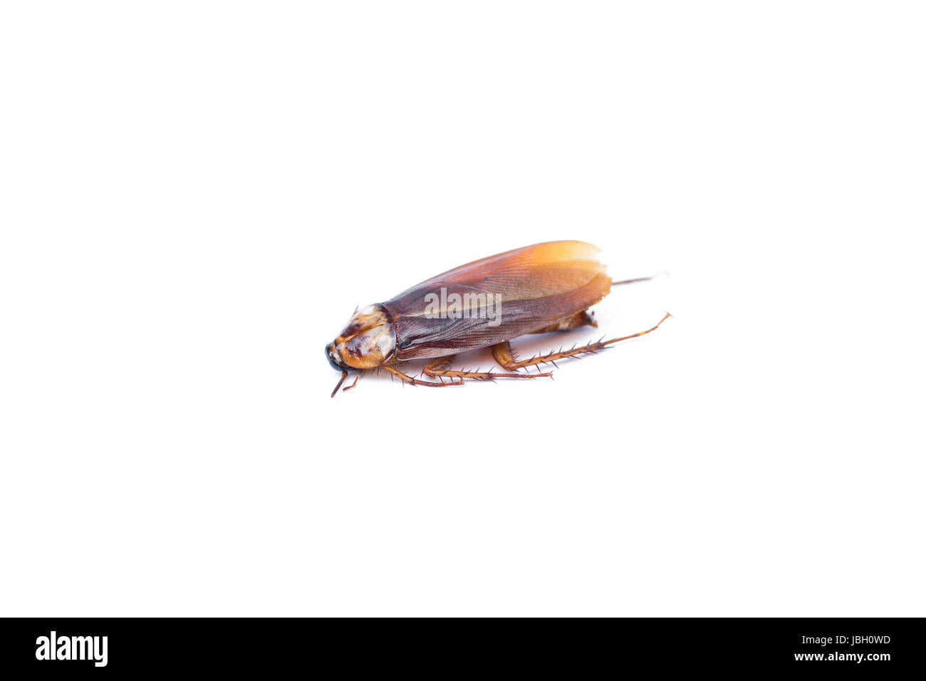Cockroach isolated white background Stock Photo - Alamy
