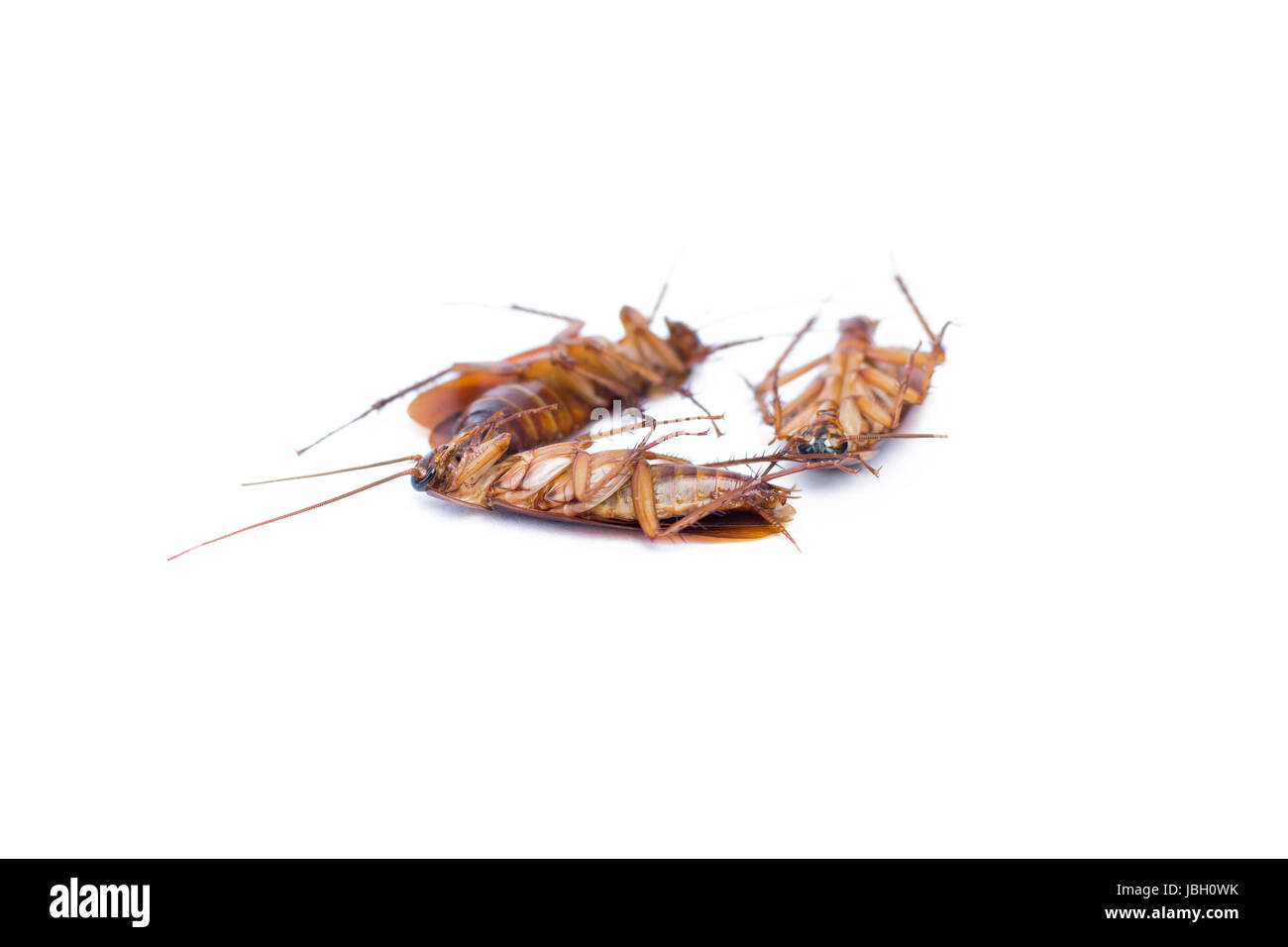 Cockroach isolated white background Stock Photo - Alamy