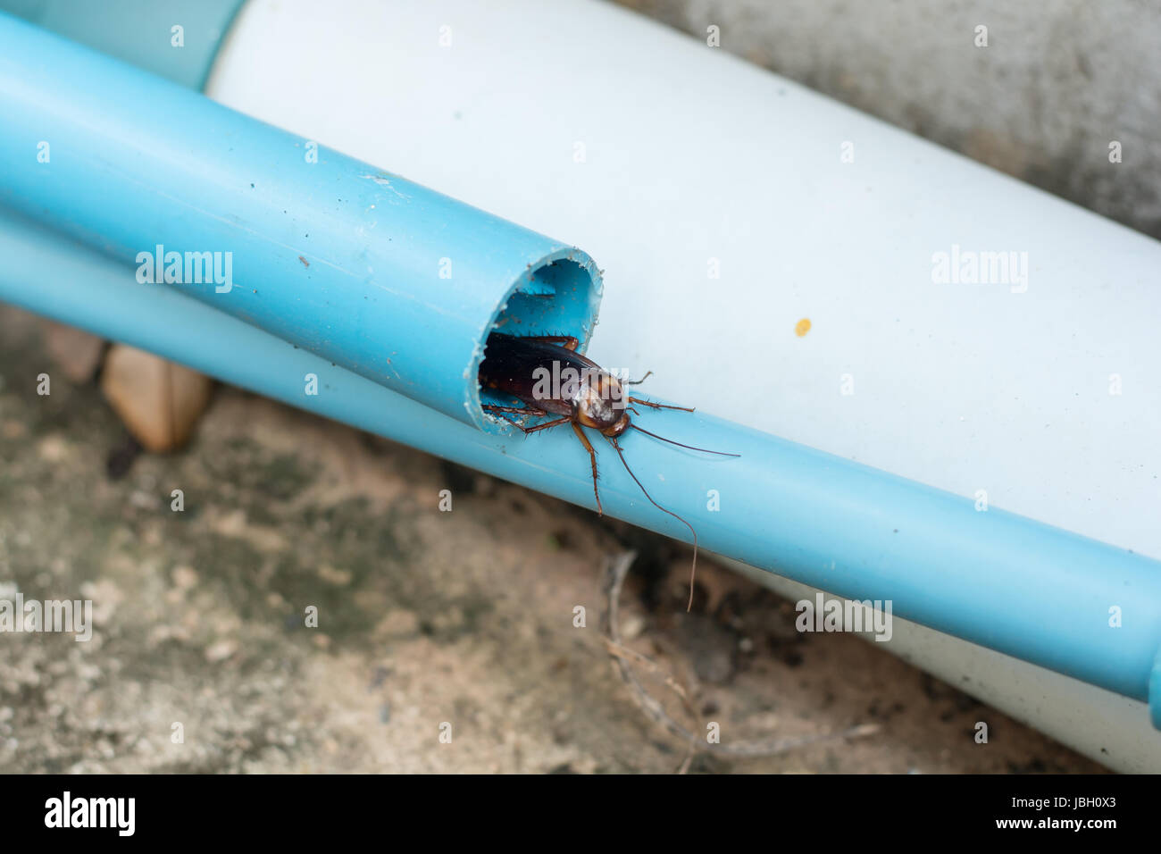 cockroach in pipe Stock Photo - Alamy