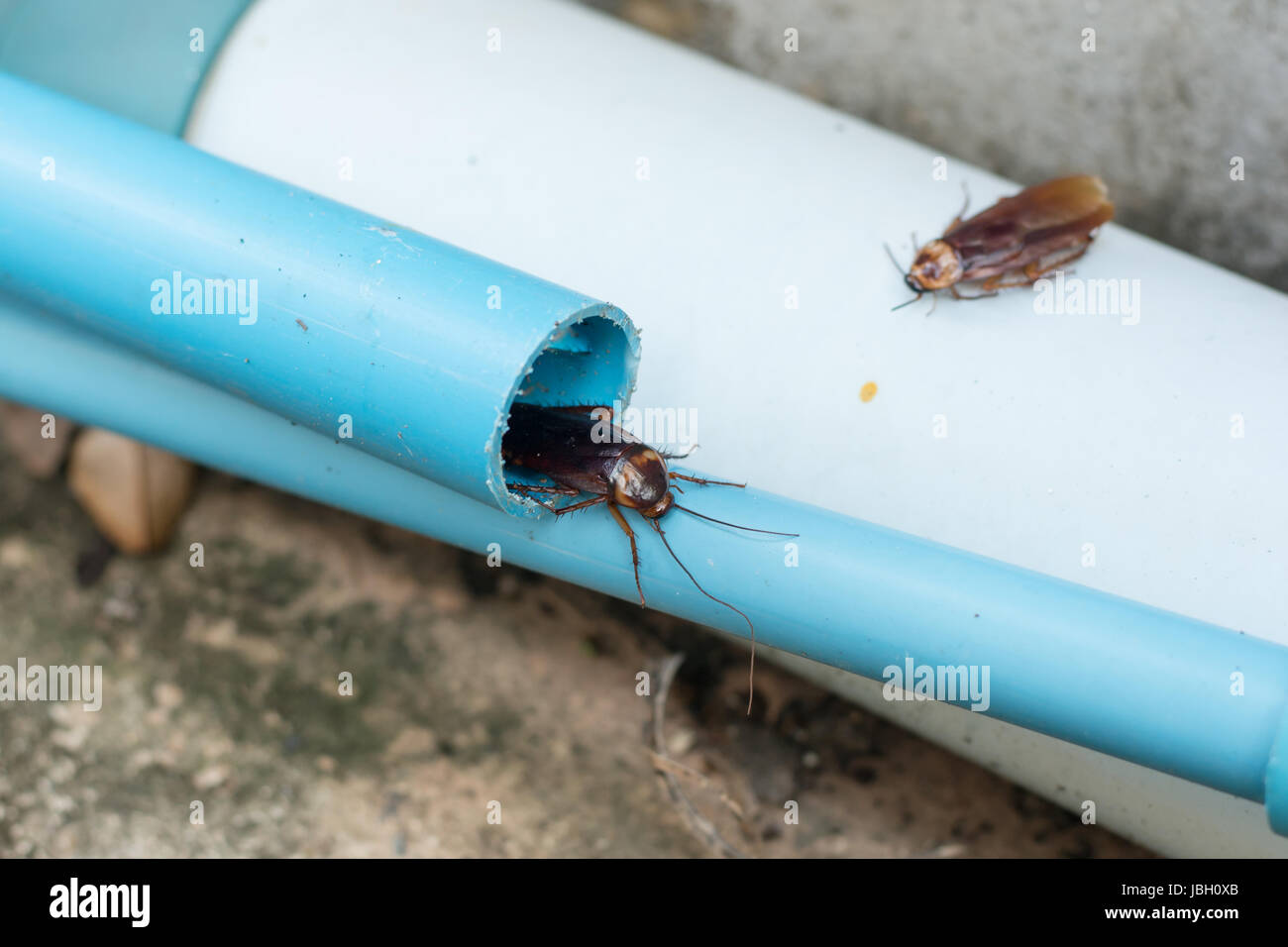 Roach pipe hi-res stock photography and images - Alamy
