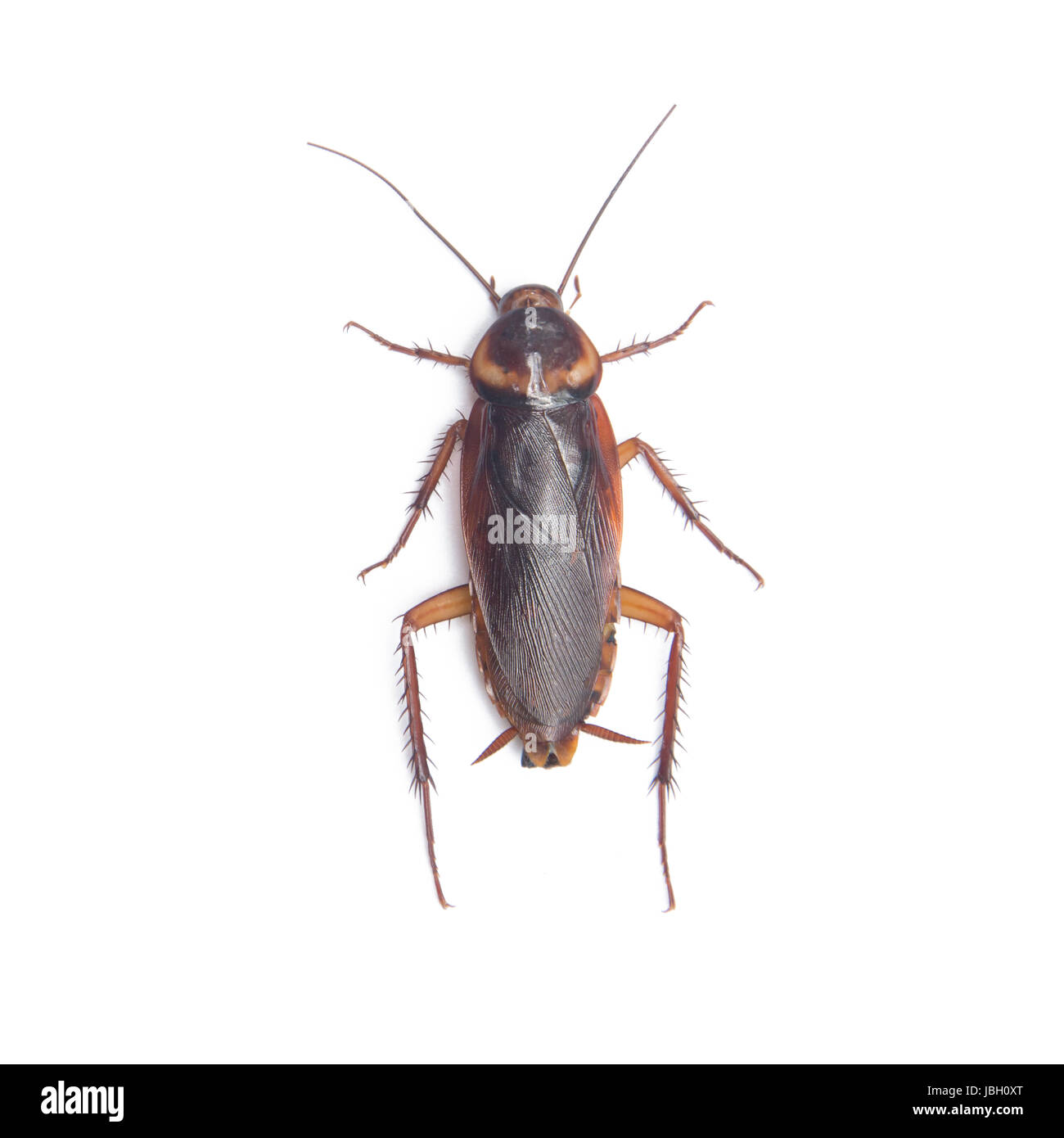 Cockroach isolated white background Stock Photo - Alamy
